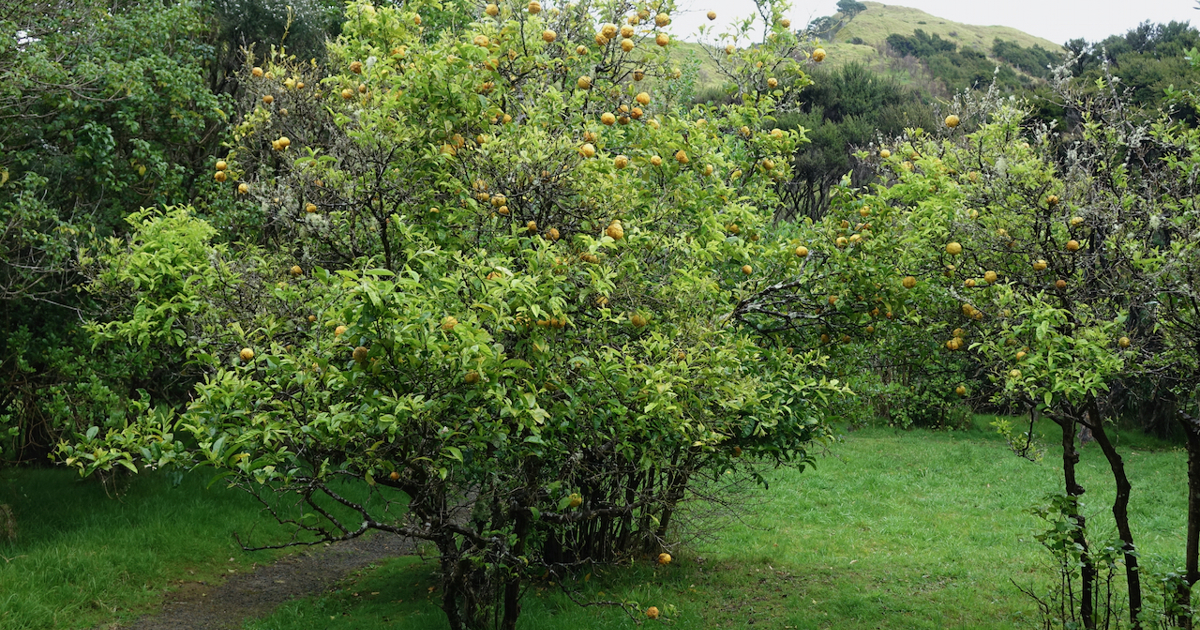 Meet Hansen, Aotearoa's oldest lemon tree? | Tohu Whenua